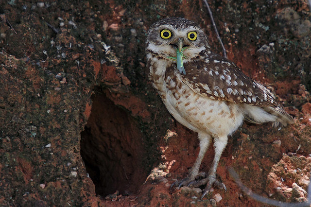 Foto coruja-buraqueira (Athene cunicularia) Por Roberto Gallacci | Wiki ...
