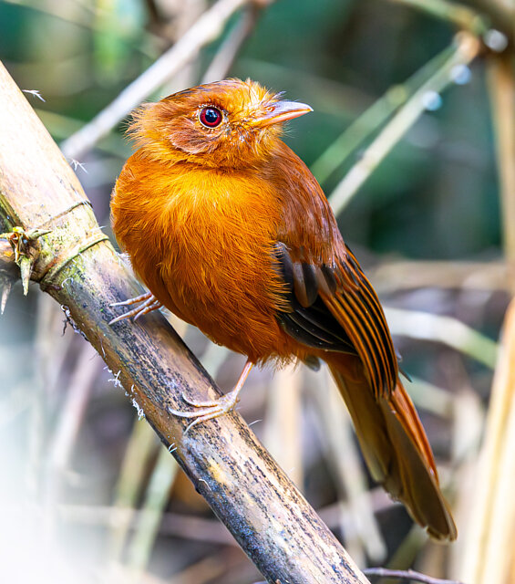 Foto flautim-rufo (Cnipodectes superrufus) Por Mats Hildeman | Wiki ...