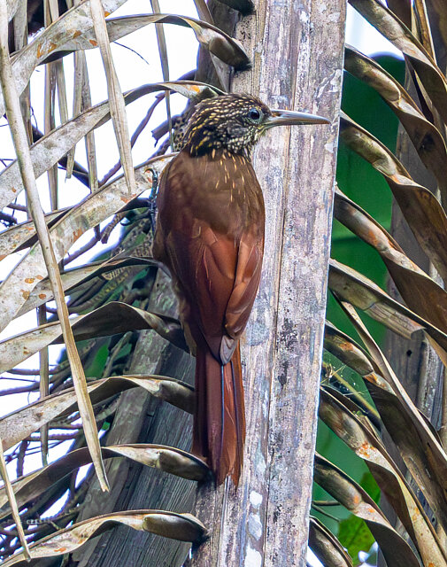 Foto arapaçu-de-lafresnaye (Xiphorhynchus guttatoides) Por Mats ...