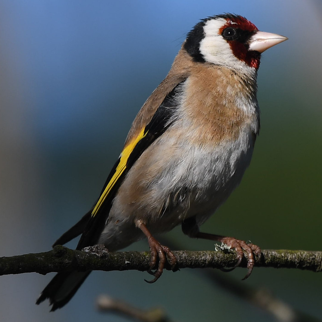 Foto pintassilgo-europeu (Carduelis carduelis) Por Daniel Hinckley ...