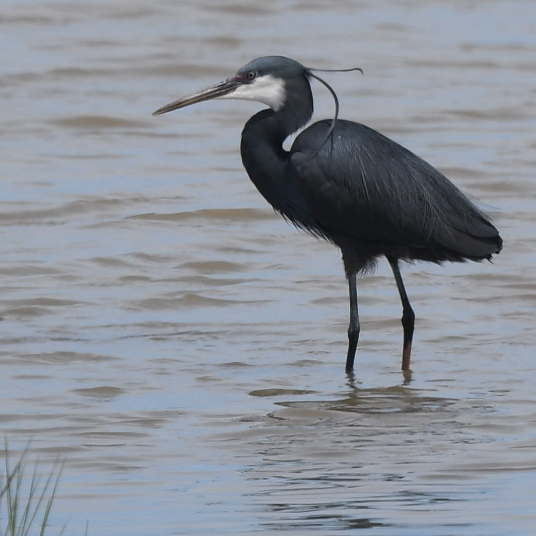 Foto garça-negra (Egretta gularis) Por Daniel Hinckley | Wiki Aves - A ...