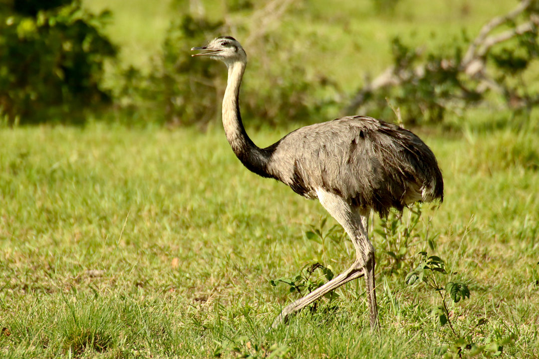 Foto ema (Rhea americana) Por Sandra Rebello | Wiki Aves - A ...