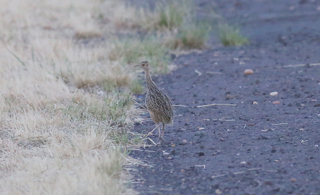 Foto codorna-amarela (Nothura maculosa) Por Luiz Gonzaga | Wiki Aves ...