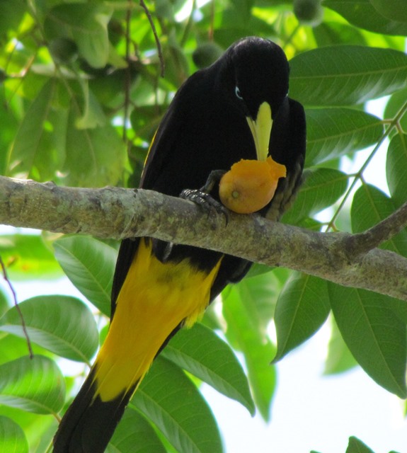 Foto xexéu (Cacicus cela) Por Fabio Rossano | Wiki Aves - A ...