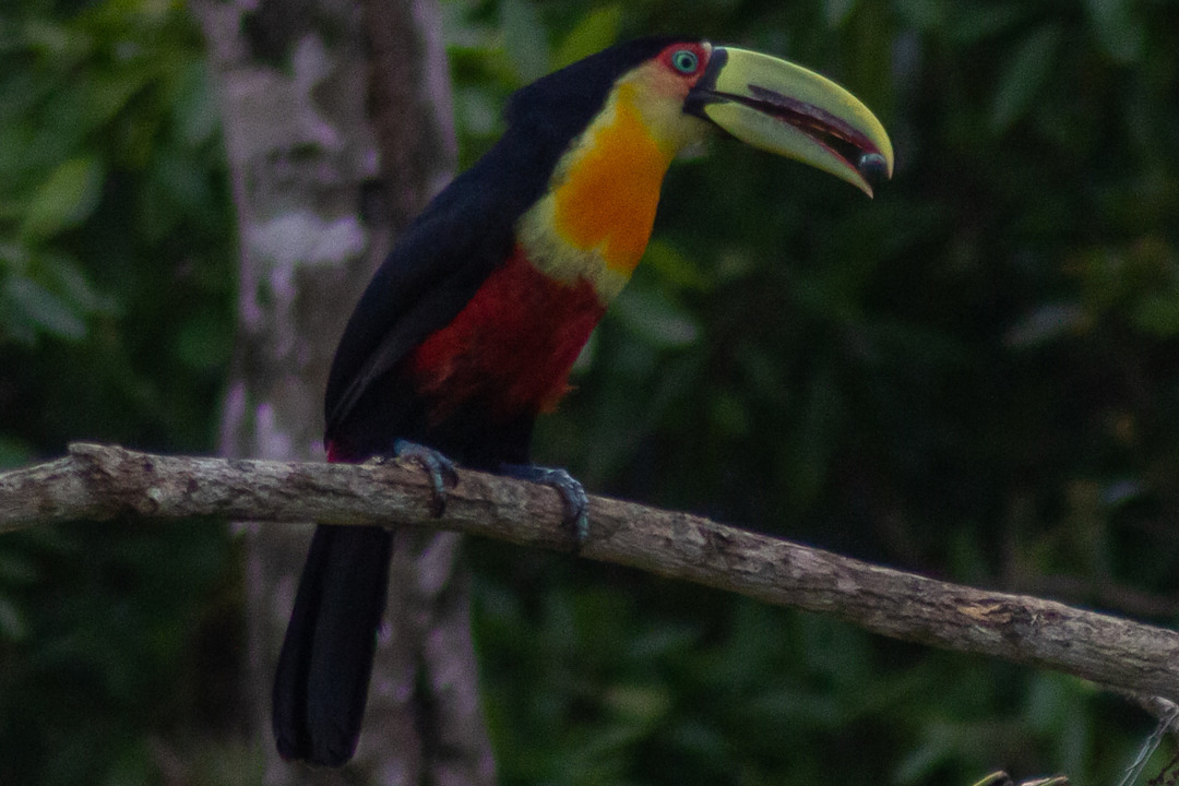 Foto tucano-de-bico-verde (Ramphastos dicolorus) Por Guilherme Freda ...