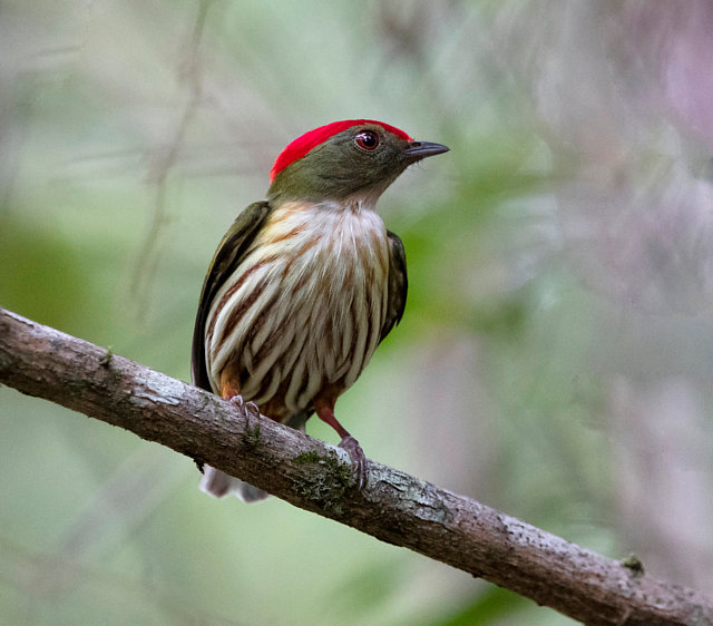 Foto tangará-rajado (Machaeropterus regulus) Por Carlos Vieira. | Wiki ...