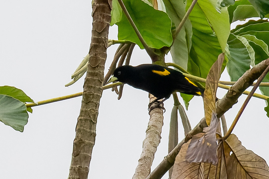 Foto xexéu (Cacicus cela) Por Ademir Costa | Wiki Aves - A Enciclopédia ...