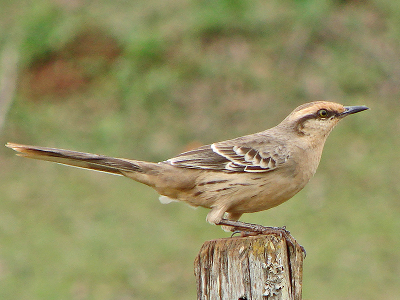 Foto sabiá-do-campo (Mimus saturninus) Por Vanildo Cesar Muzi | Wiki ...