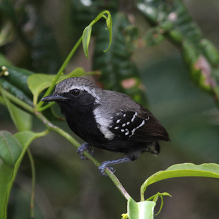 papa-formiga-pardo (Formicivora grisea) | WikiAves - A Enciclopédia das ...