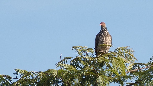 Foto pomba-trocal (Patagioenas speciosa) Por Moacir dos Santos | Wiki ...