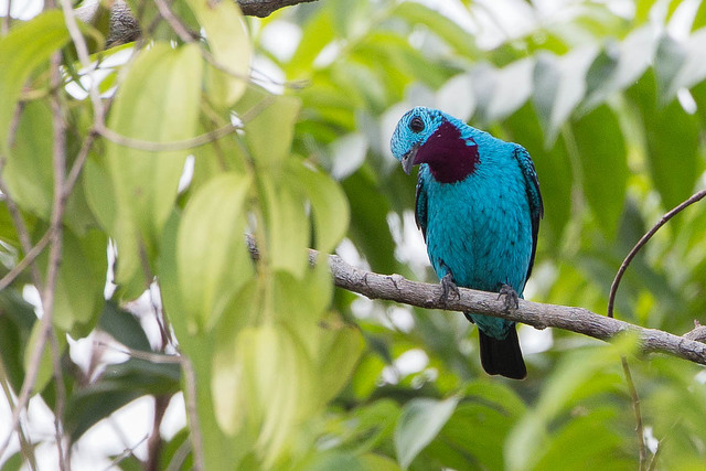 Foto anambé-azul (Cotinga cayana) Por Norton Santos | Wiki Aves - A ...