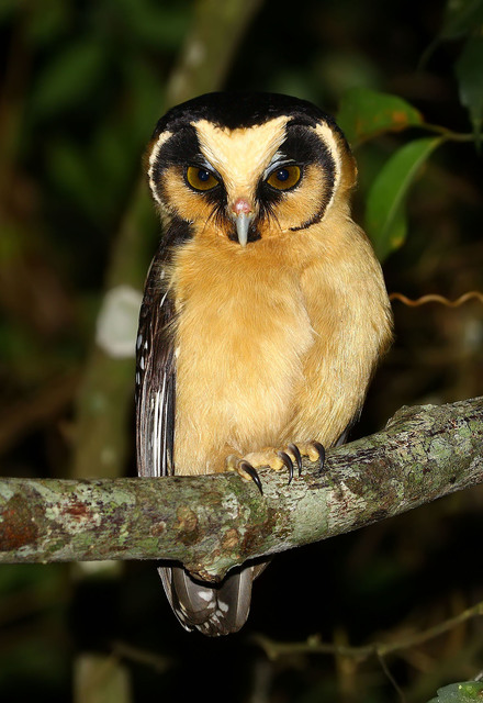 Foto caburé-acanelado (Aegolius harrisii) Por Éliton Sloma. | Wiki Aves ...