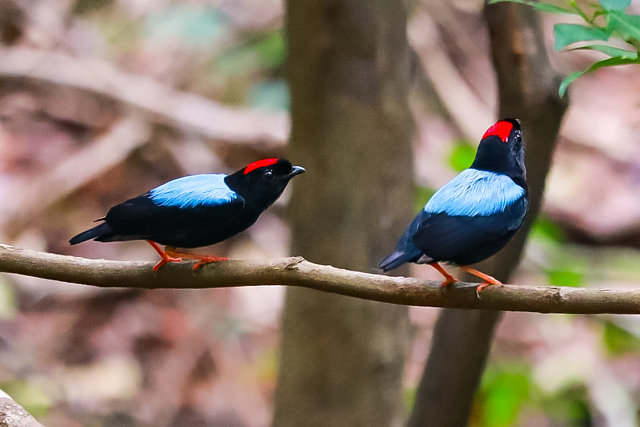 Foto tangará-príncipe (Chiroxiphia pareola) Por Alex Varela | Wiki Aves ...