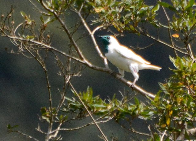 Foto araponga (Procnias nudicollis) Por Antonio Carlos Iglesias | Wiki ...
