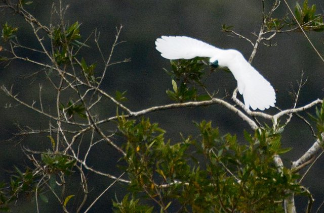 Foto araponga (Procnias nudicollis) Por Antonio Carlos Iglesias | Wiki ...