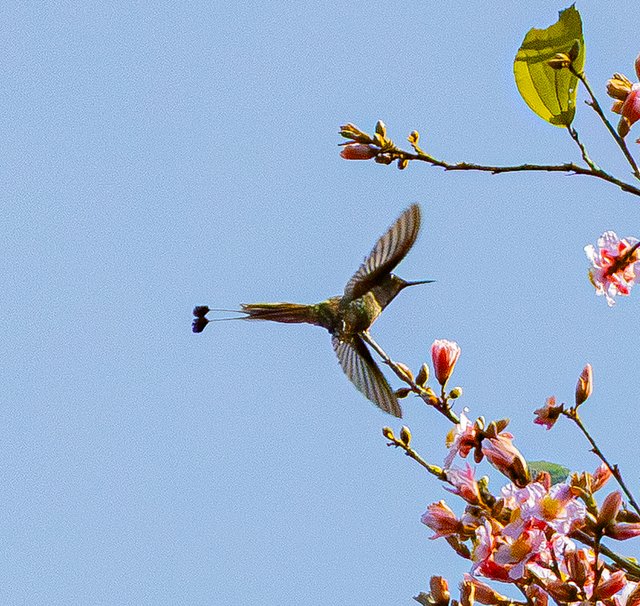 Foto bandeirinha (Discosura longicaudus) Por Mats Hildeman | Wiki Aves ...