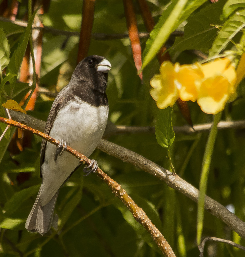 Foto papa-capim-de-costas-cinza (Sporophila ardesiaca) Por Gustavo ...