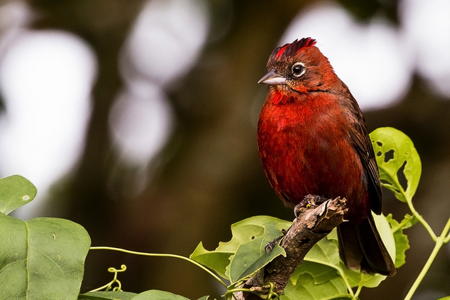 Foto tico-tico-rei (Coryphospingus cucullatus) Por Antonio Carlos ...