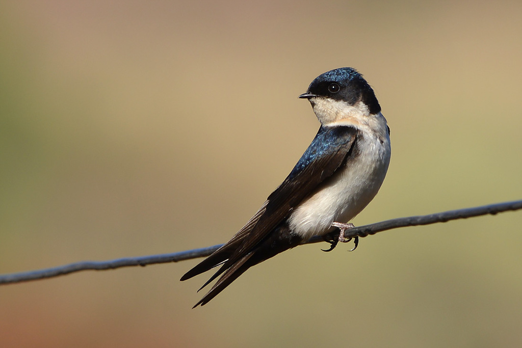 Foto andorinha-pequena-de-casa (Pygochelidon cyanoleuca) Por Roberto ...