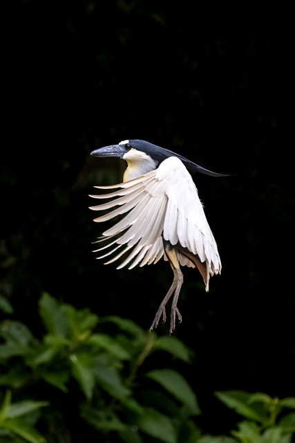 Foto arapapá (Cochlearius cochlearius) Por Antonio Carlos Pavanato ...