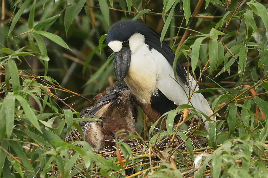 Foto arapapá (Cochlearius cochlearius) Por Leonardo Casadei | Wiki Aves ...