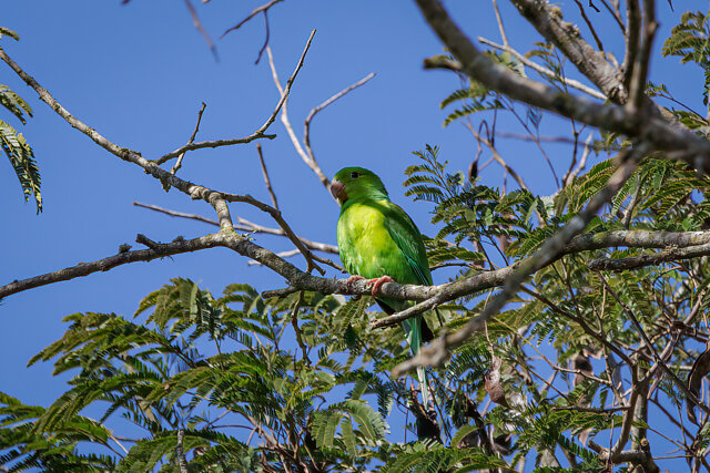 Foto periquito-rico (Brotogeris tirica) Por Renan Cotrim | Wiki Aves ...