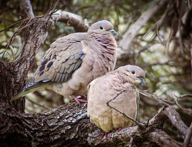 Foto avoante (Zenaida auriculata) Por Julia Forbeci Rebeyka | Wiki Aves ...