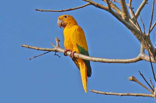 Foto ararajuba (Guaruba guarouba) Por Davi Abreu | Wiki Aves - A ...