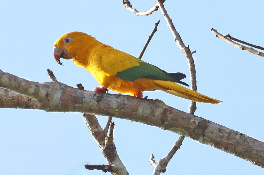 Foto ararajuba (Guaruba guarouba) Por Davi Abreu | Wiki Aves - A ...