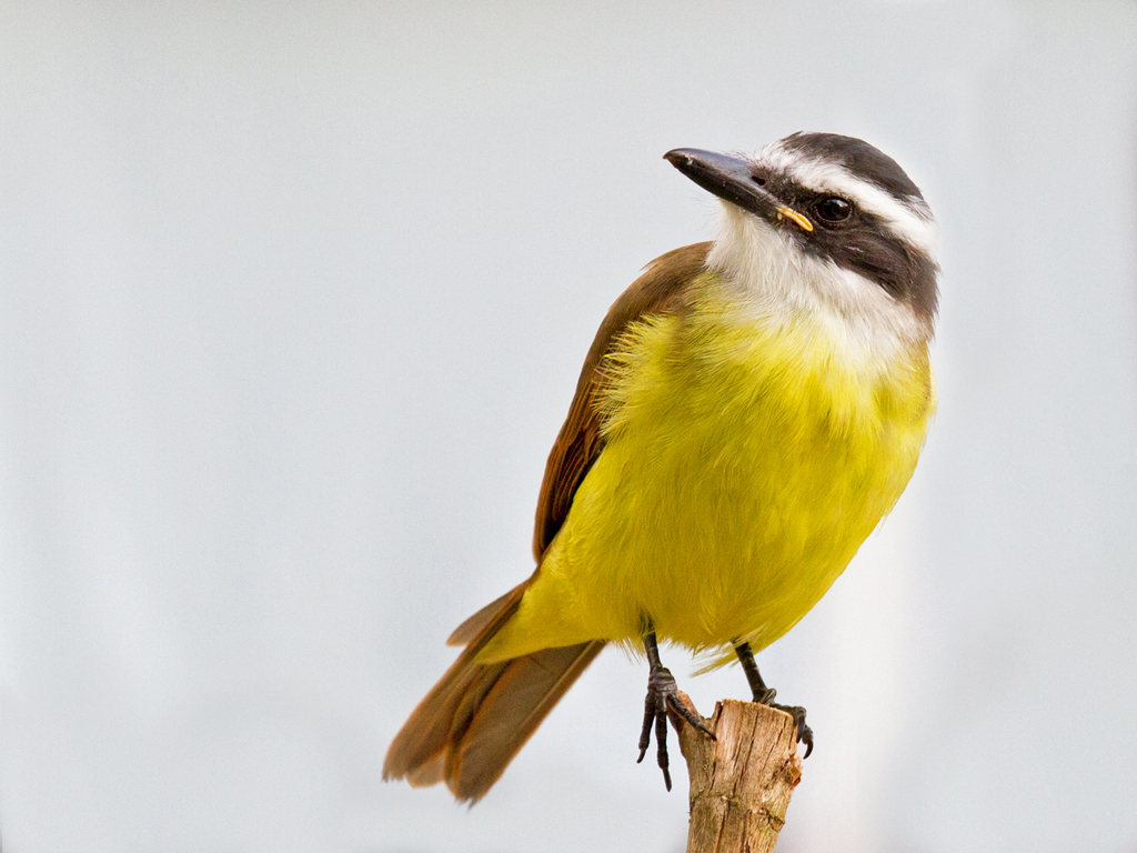 Foto bem-te-vi (Pitangus sulphuratus) Por Sergio Gregorio | Wiki Aves ...
