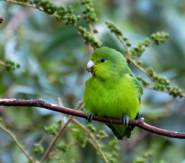 tuim (Forpus xanthopterygius) | WikiAves - A Enciclopédia das Aves do ...