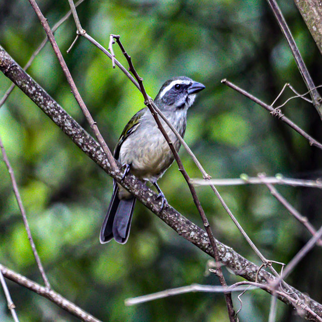 Foto trinca-ferro (Saltator similis) Por Vitor Cechetto | Wiki Aves - A ...