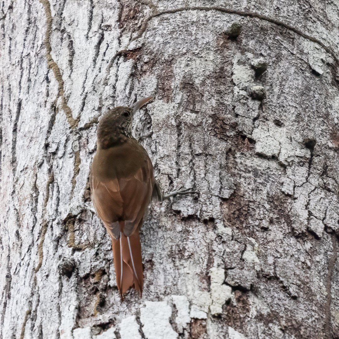 Foto arapaçu-do-duida (Lepidocolaptes duidae) Por Osmar Slompo | Wiki ...