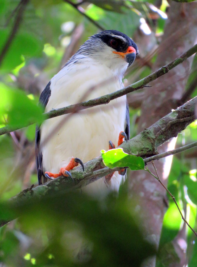 Foto gavião-vaqueiro (Leucopternis kuhli) Por Kennedy Borges-Road ...
