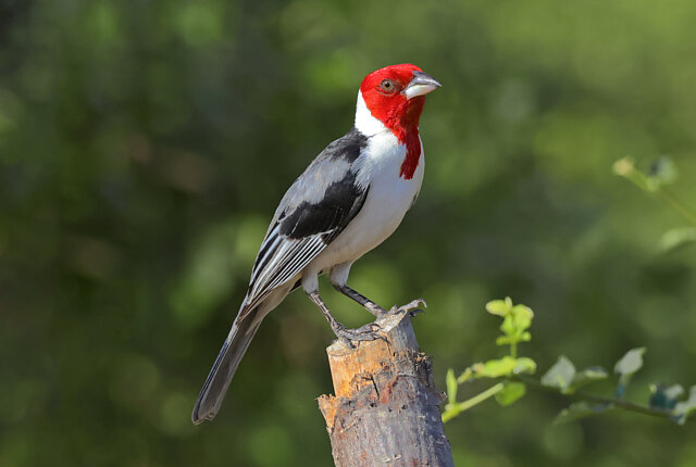 Foto cardeal-do-nordeste (Paroaria dominicana) Por Davi Abreu | Wiki ...