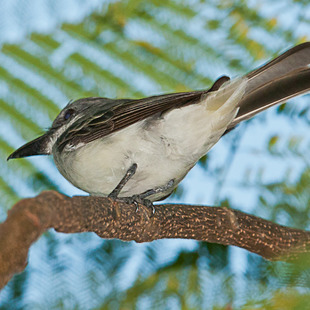 suiriri-cinza (Tyrannus dominicensis) | WikiAves - A Enciclopédia das ...