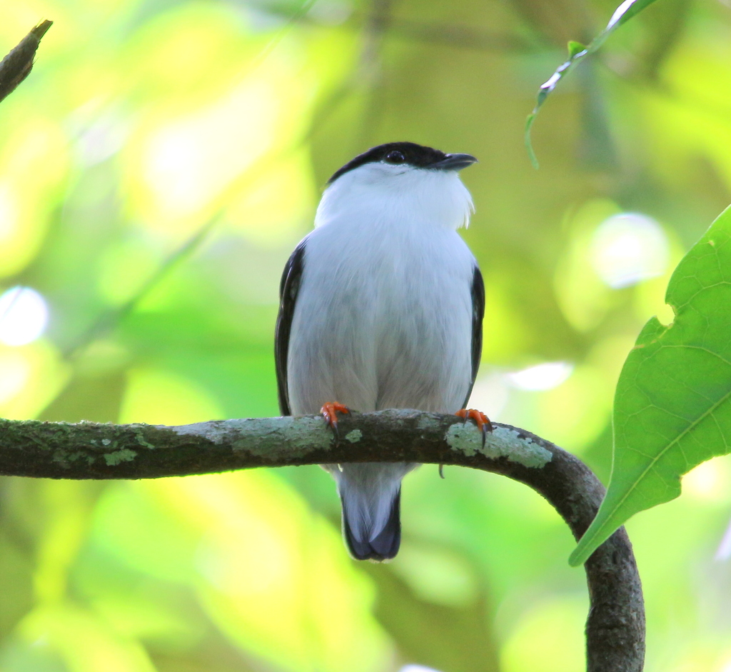 Foto rendeira (Manacus manacus) Por Valmir Cordasso | Wiki Aves - A ...