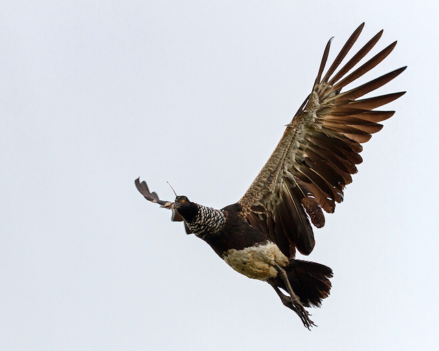 Foto anhuma (Anhima cornuta) Por Richard Stubing | Wiki Aves - A ...