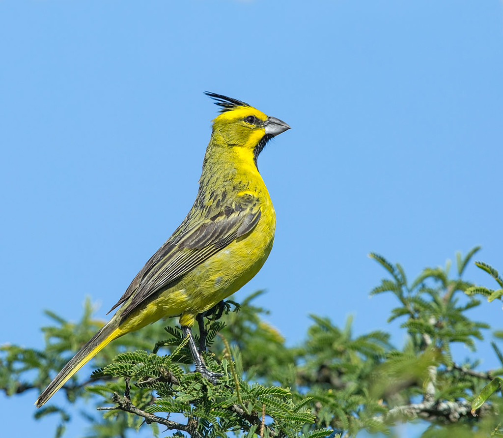 Foto cardeal-amarelo (Gubernatrix cristata) Por Ester Ramirez | Wiki ...