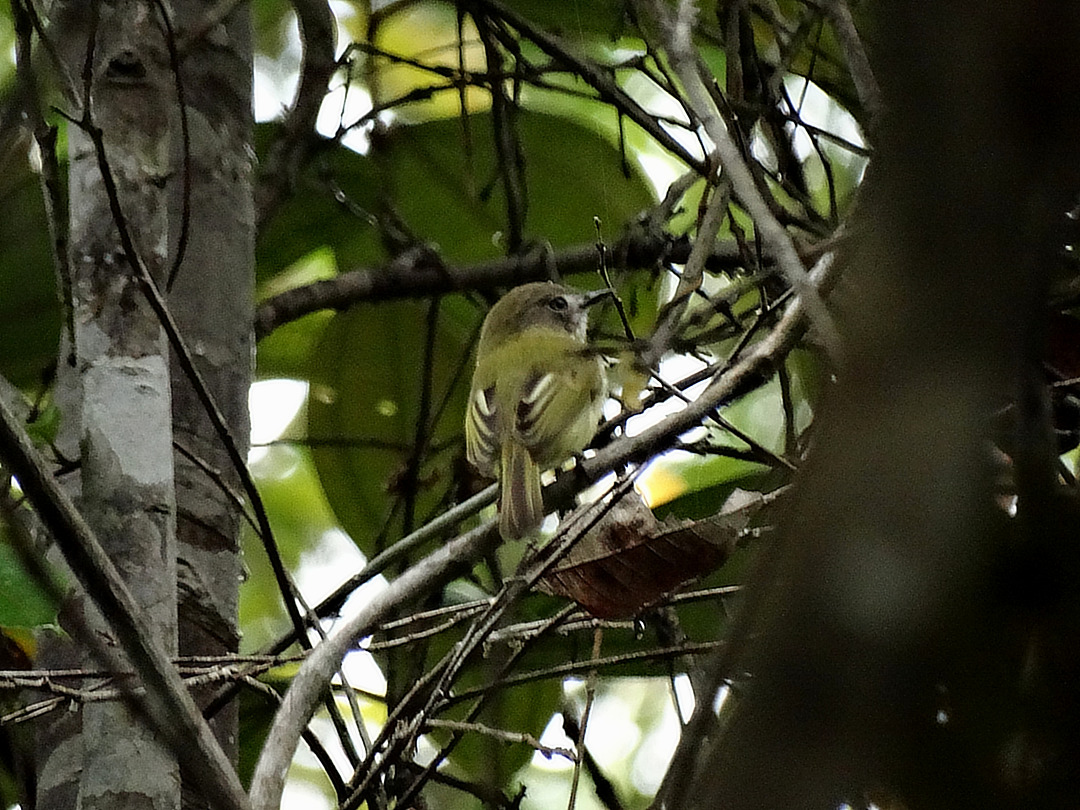 Foto sebinho-rajado-amarelo (Hemitriccus striaticollis) Por Antonio ...