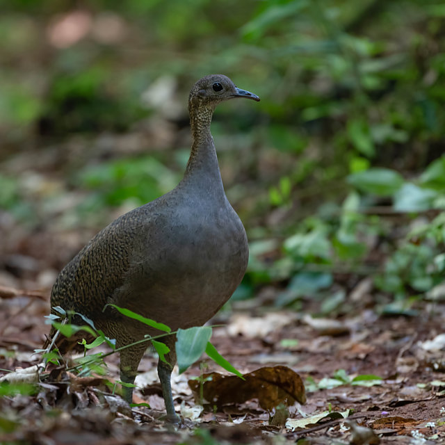 Foto macuco (Tinamus solitarius) Por Marcos Guirado | Wiki Aves - A ...