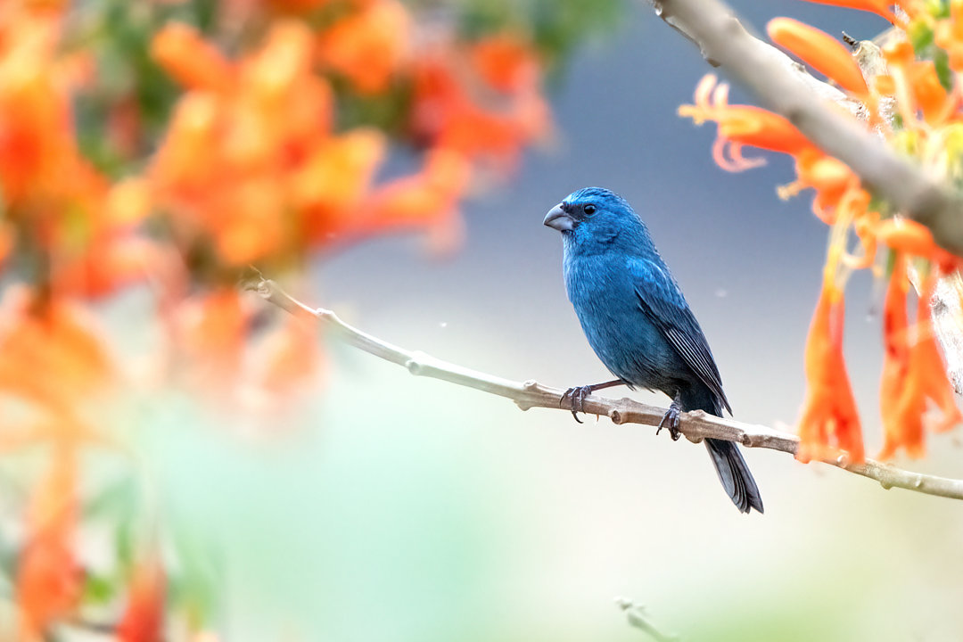 Foto azulinho (Cyanoloxia glaucocaerulea) Por Paulo M Silveira | Wiki ...