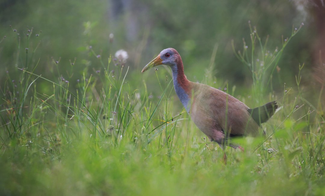 Foto saracuruçu (Aramides ypecaha) Por Carlos Eduardo Agne | Wiki Aves ...