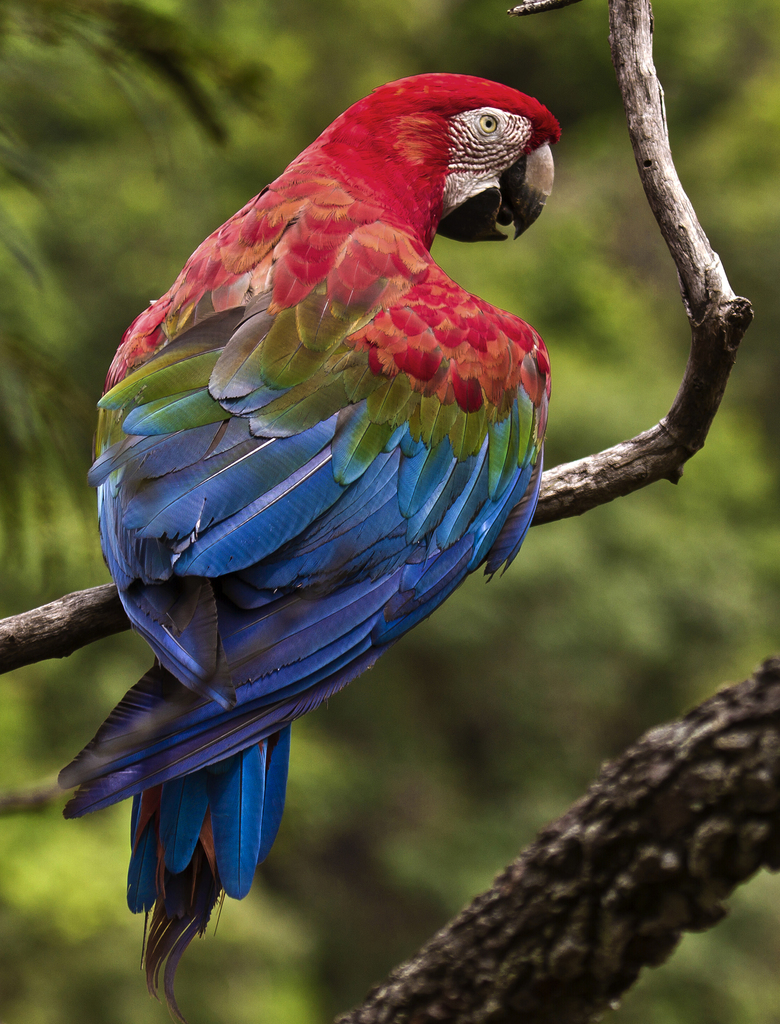 Foto arara-vermelha (Ara chloropterus) Por Rogério Sorvillo | Wiki Aves ...