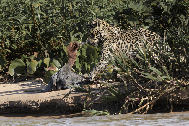 socó-boi (Tigrisoma lineatum) | WikiAves - A Enciclopédia das Aves do ...