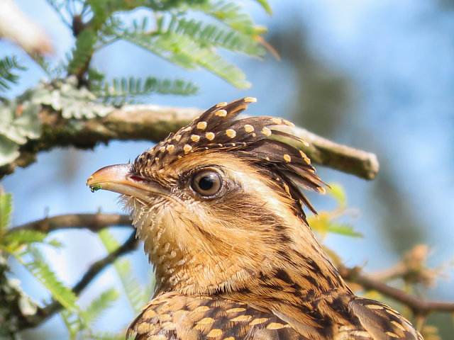 Foto saci (Tapera naevia) Por Genival Carvalho | Wiki Aves - A ...