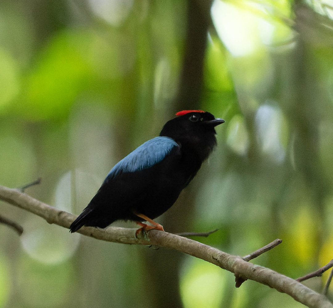 Foto tangará-príncipe (Chiroxiphia pareola) Por Giovani veronez | Wiki ...