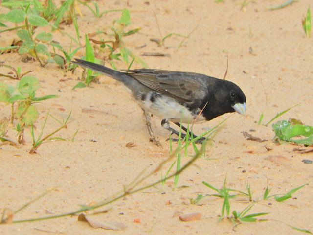 Foto papa-capim-de-costas-cinza (Sporophila ardesiaca) Por Valter ...