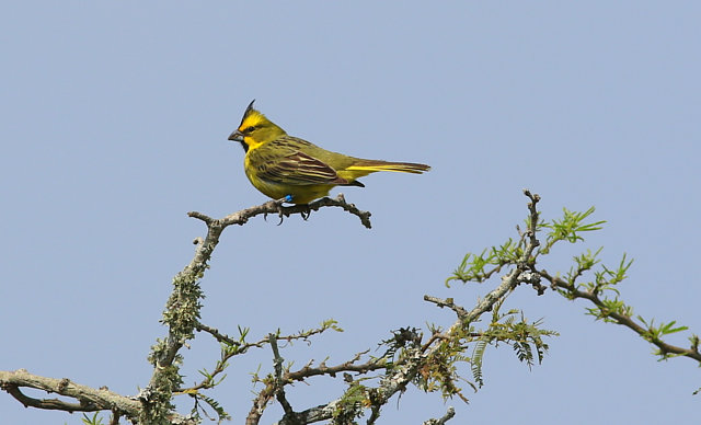 Foto cardeal-amarelo (Gubernatrix cristata) Por Antonio Amorim Neto ...