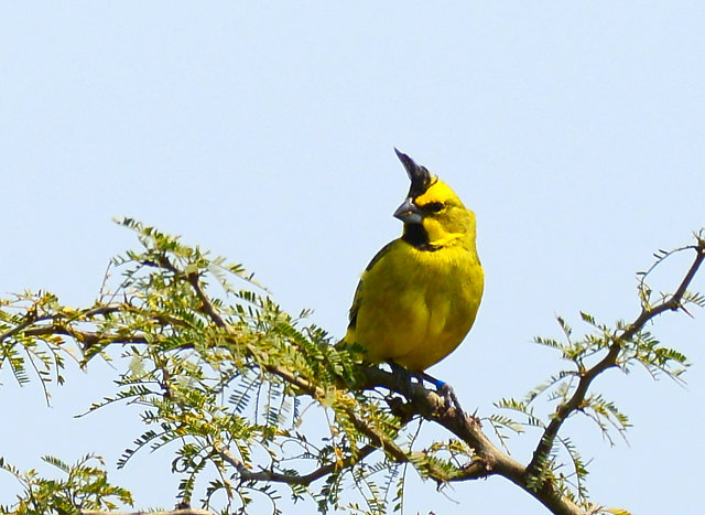 Foto cardeal-amarelo (Gubernatrix cristata) Por João Luiz F. Góss ...